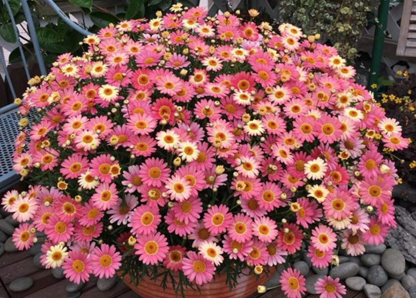 If you have a terrace or garden, you need to raise 4 kinds of ...
