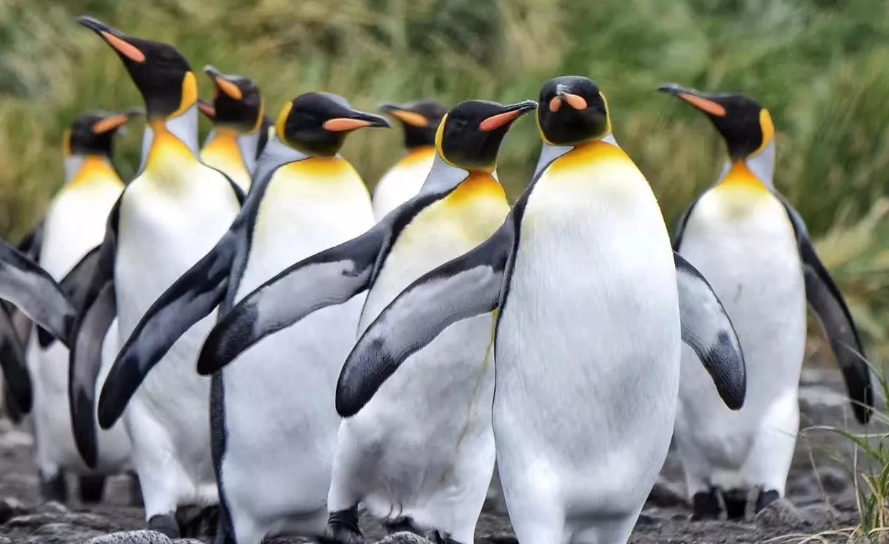 Antarctic discovers the world's first golden penguin, scientist: gold ...