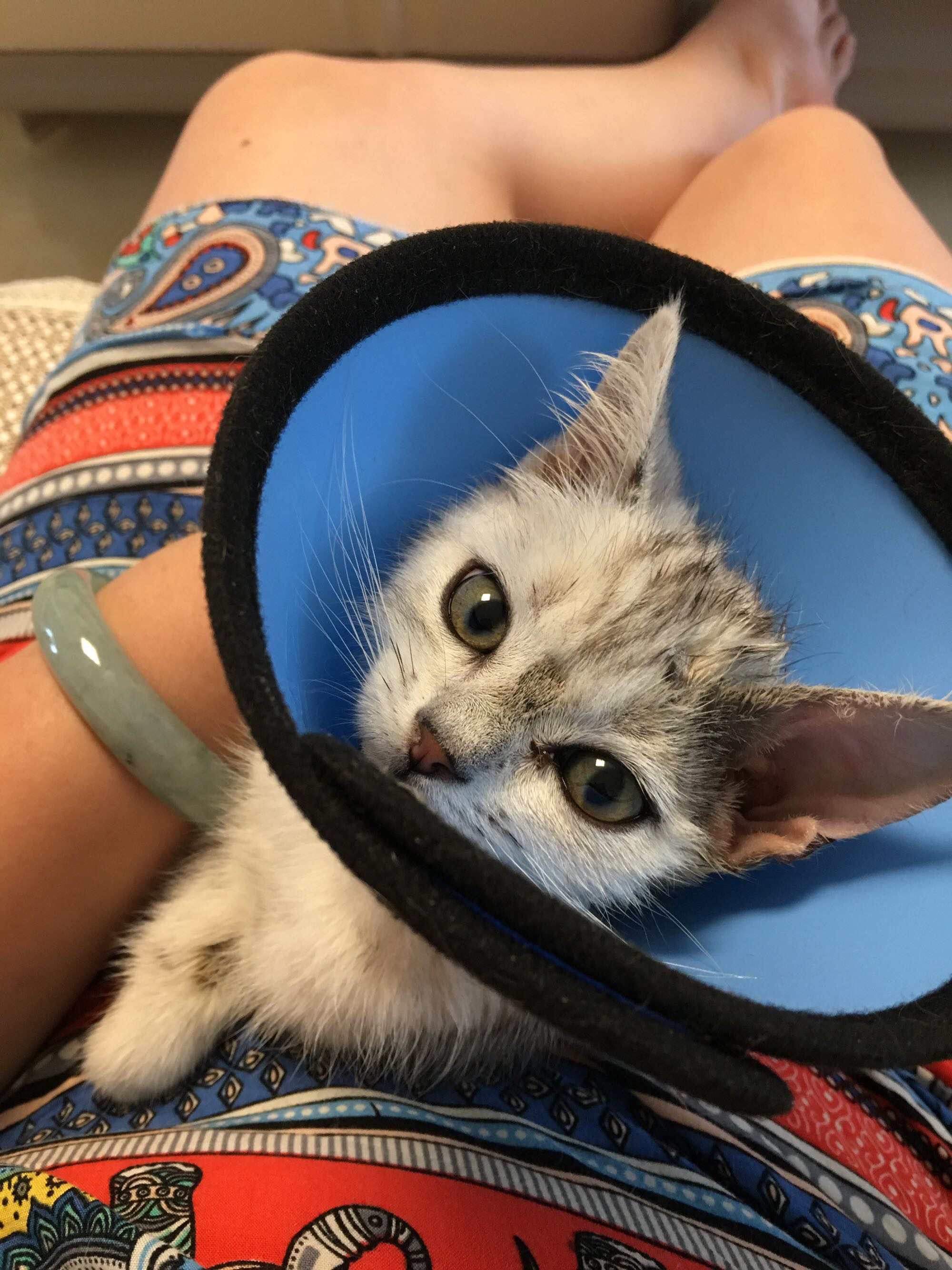 Cat moss is not terrible, it takes more than medicine to fight it, but ...