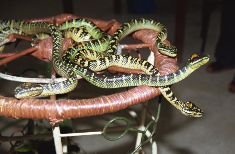 The only "Snake Temple" in the world, the green snake is flooding ...