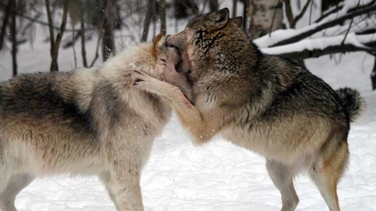 Do wolves wag their tails?The characteristics of the wolf clan ...