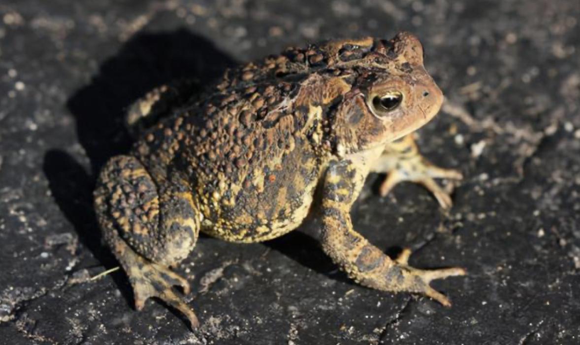 The worker accidentally smashed a 6000-year-old rock, and a toad fell ...