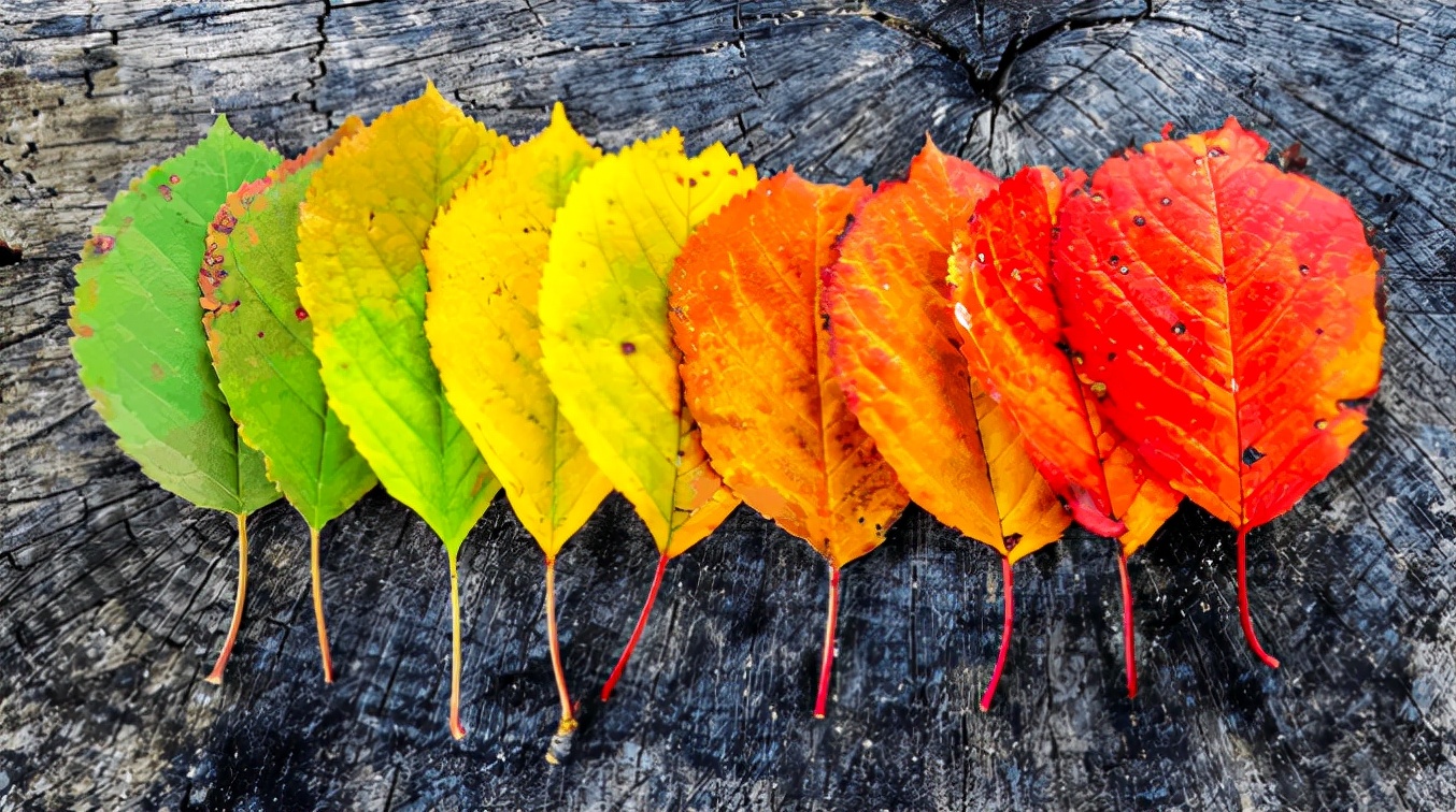 Autumn is here, do you know why trees discard their own leaves every ...