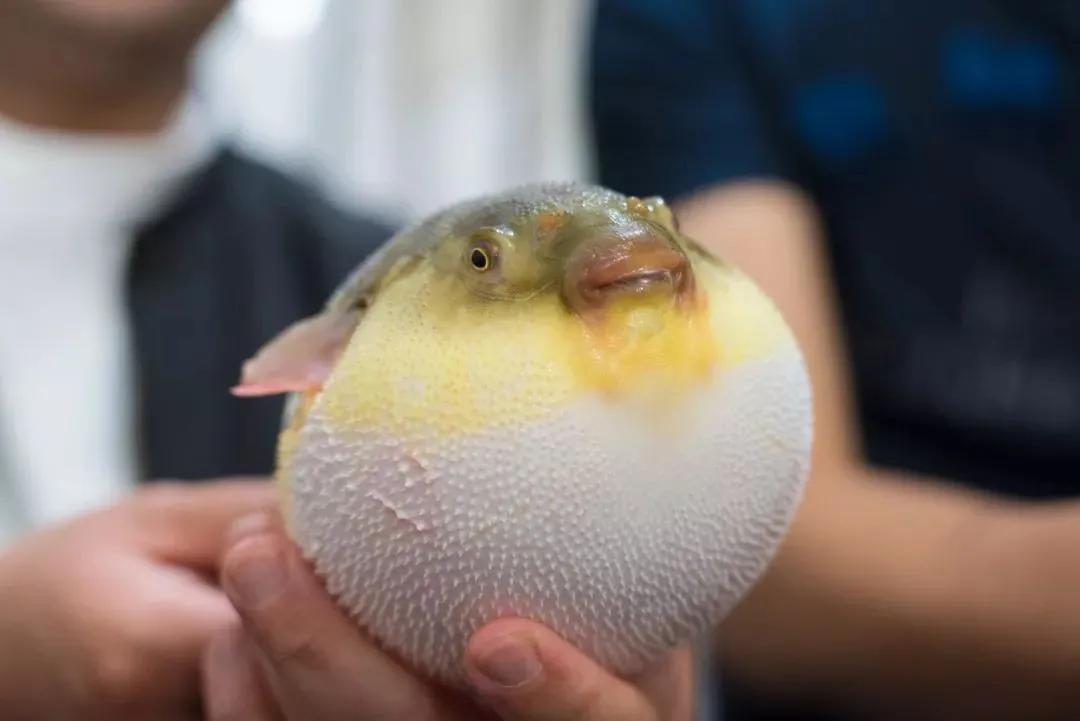 How did the toxins in puffer fish come from?Why do you rush to eat even ...