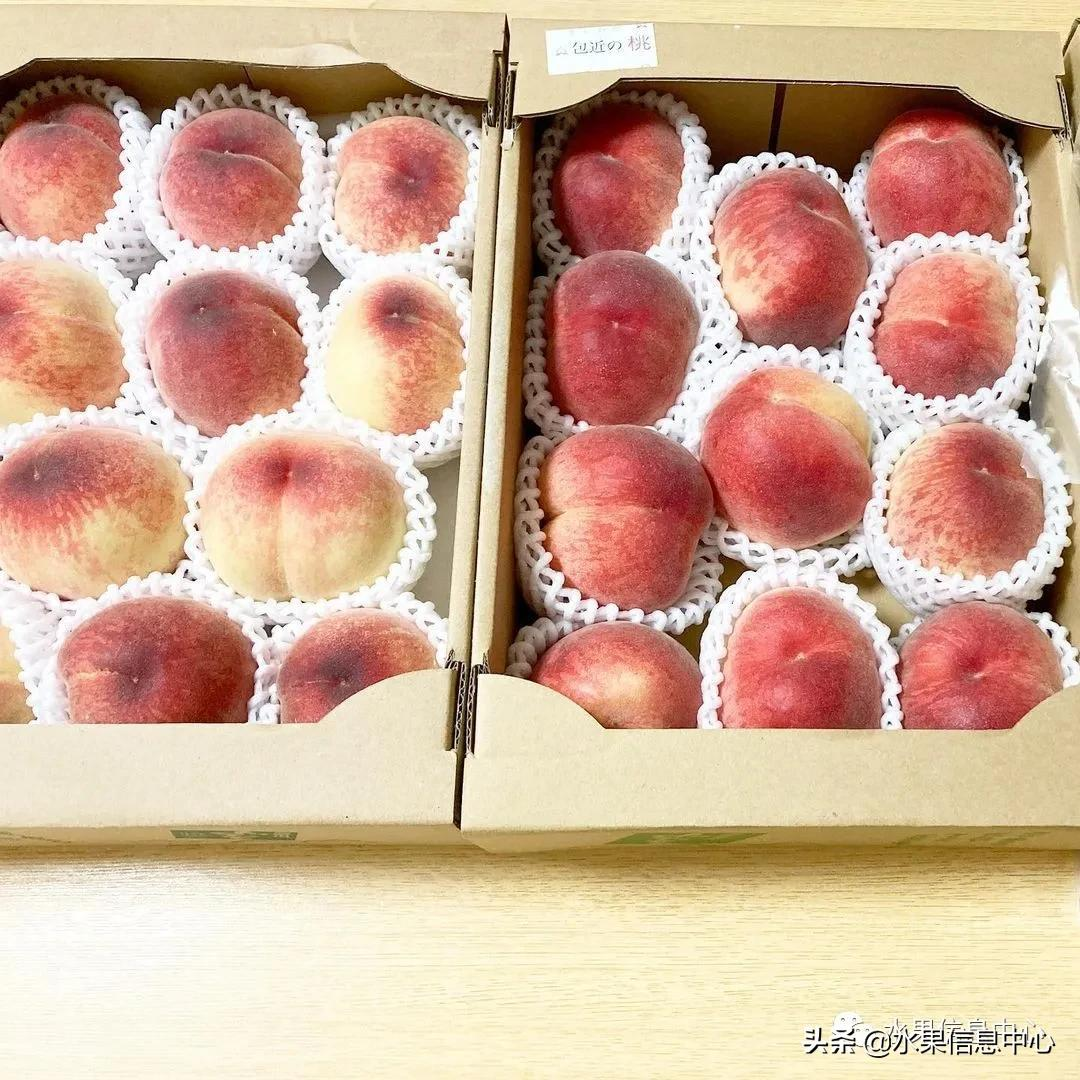 China's common peach origin varieties and time to market - iNEWS