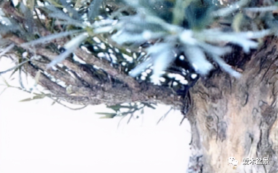 A Luo Han Song's initiality - iNEWS