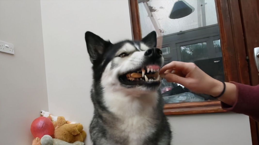 Why does the husky smell so much? - iNEWS