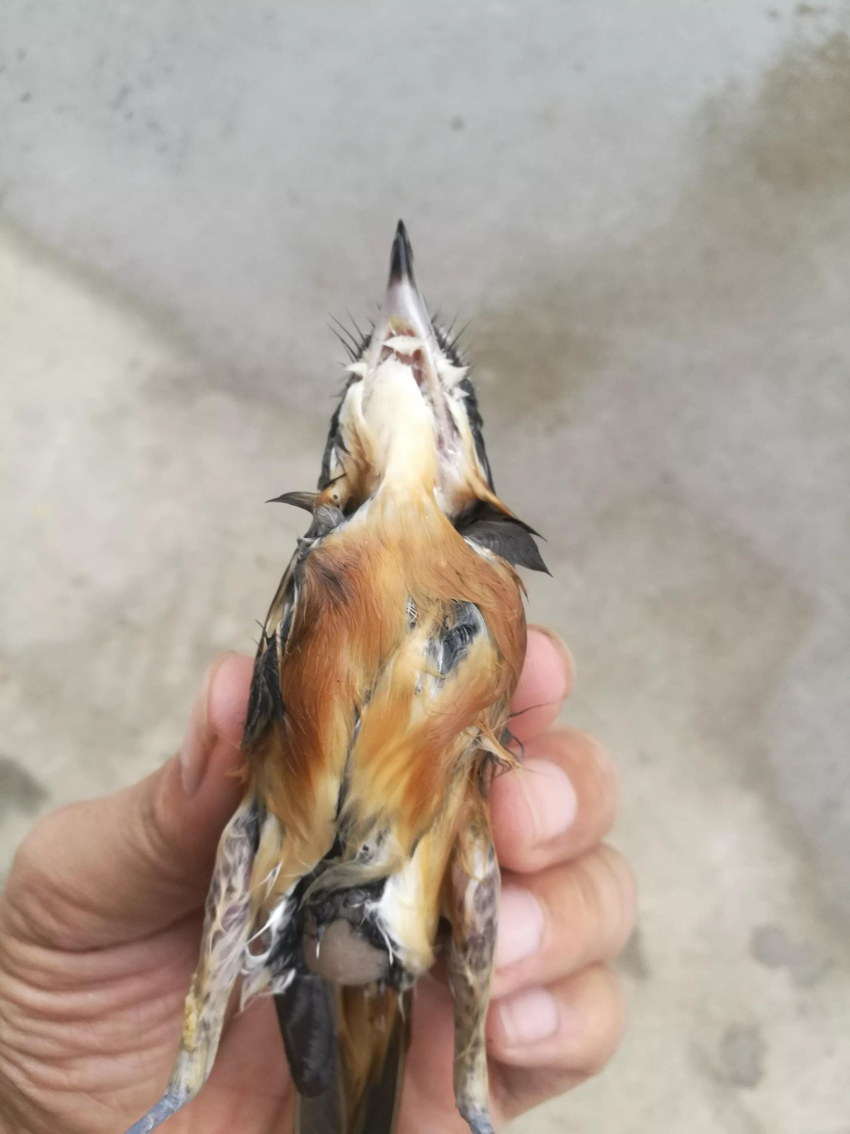 A beautiful bird drowned in the sauce tank, with an eagle beak ...