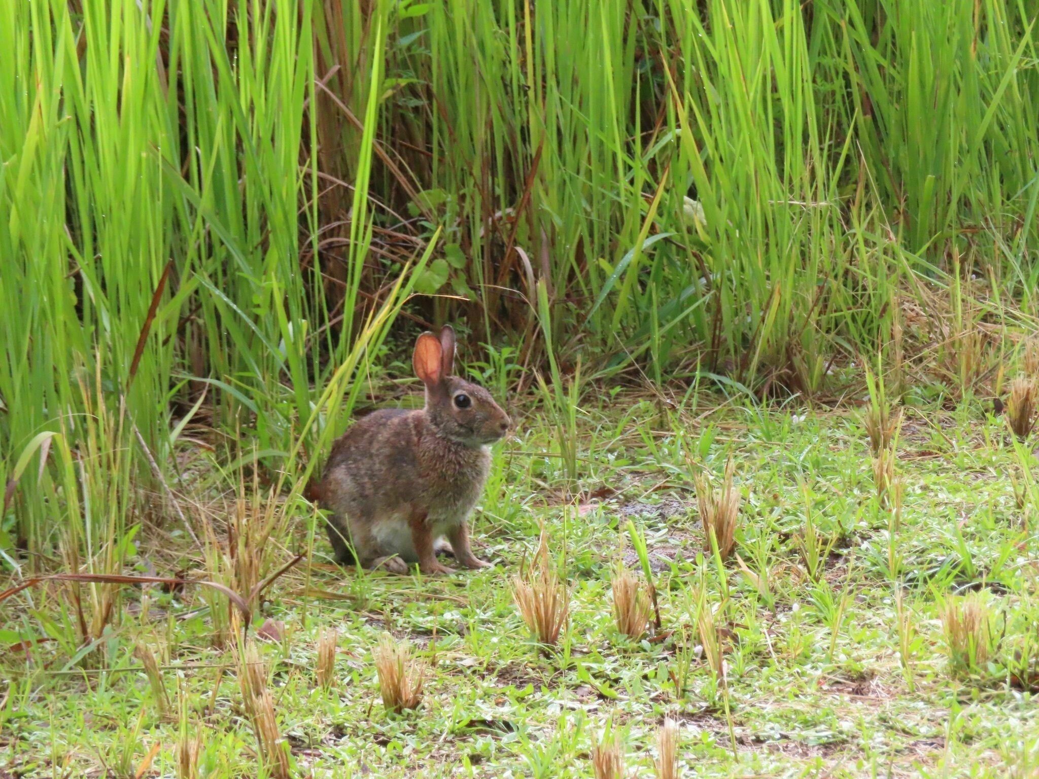 Can rabbits swim?After watching the swamp rabbit's swimming style ...