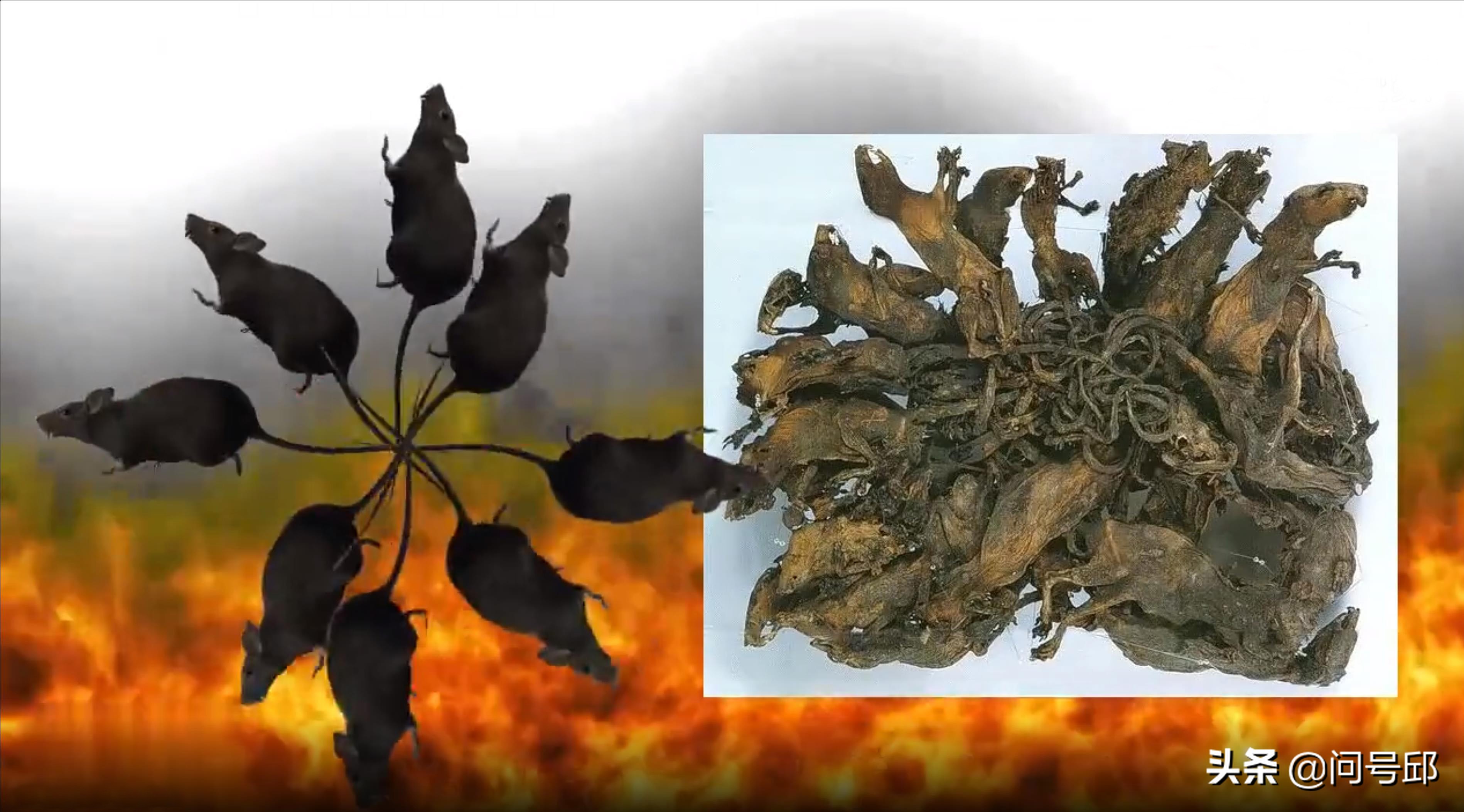 In the weird "rat king" phenomenon, the mice tie their tails into a big ...