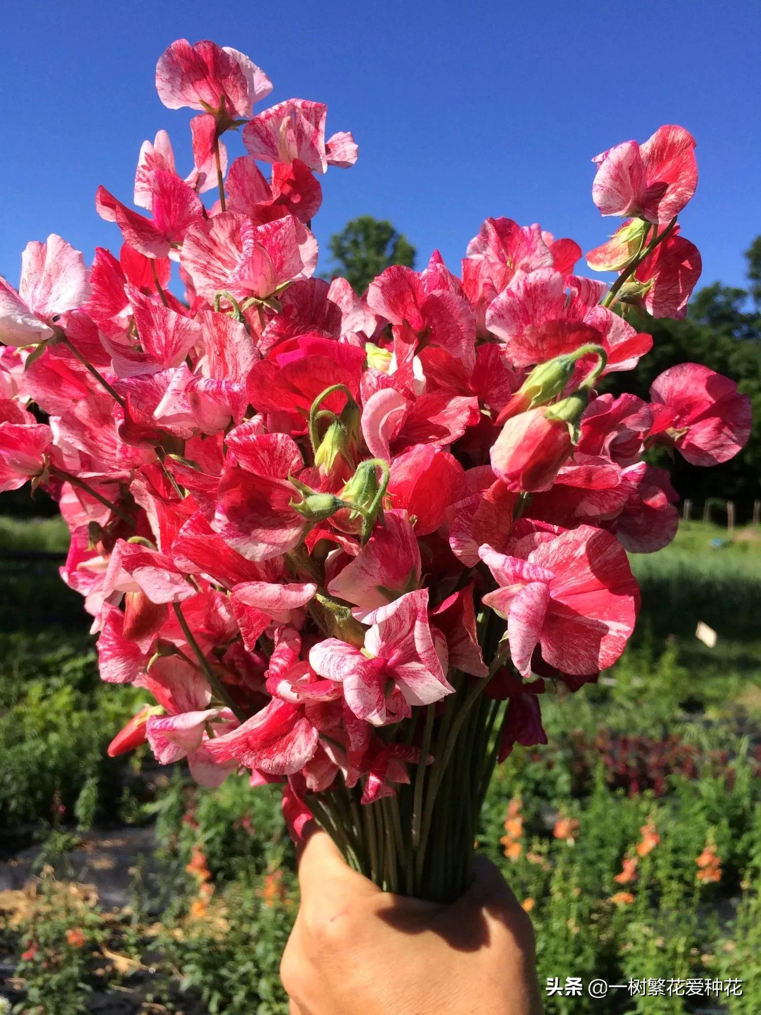 10 beautiful but poisonous flowers, beautiful flowers are poisonous ...