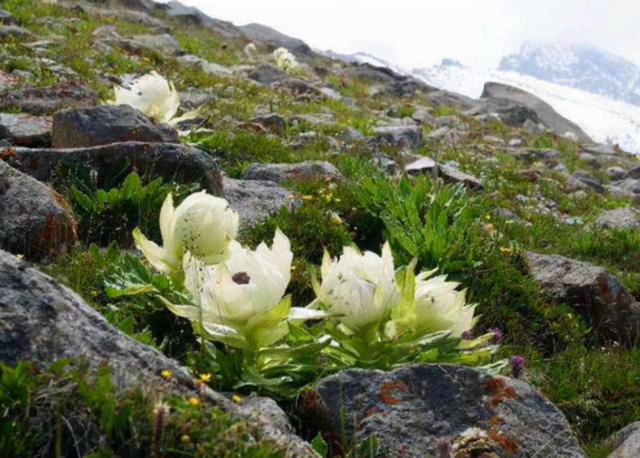 The "Tianshan Snow Lotus" in Xinjiang takes 8 years to grow into one ...