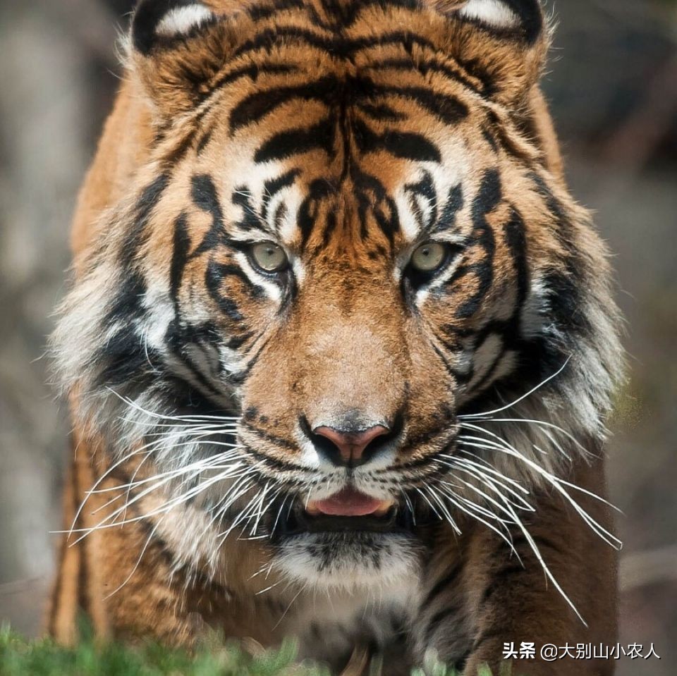 300 catties of Siberian tiger was scared off by border police twice ...