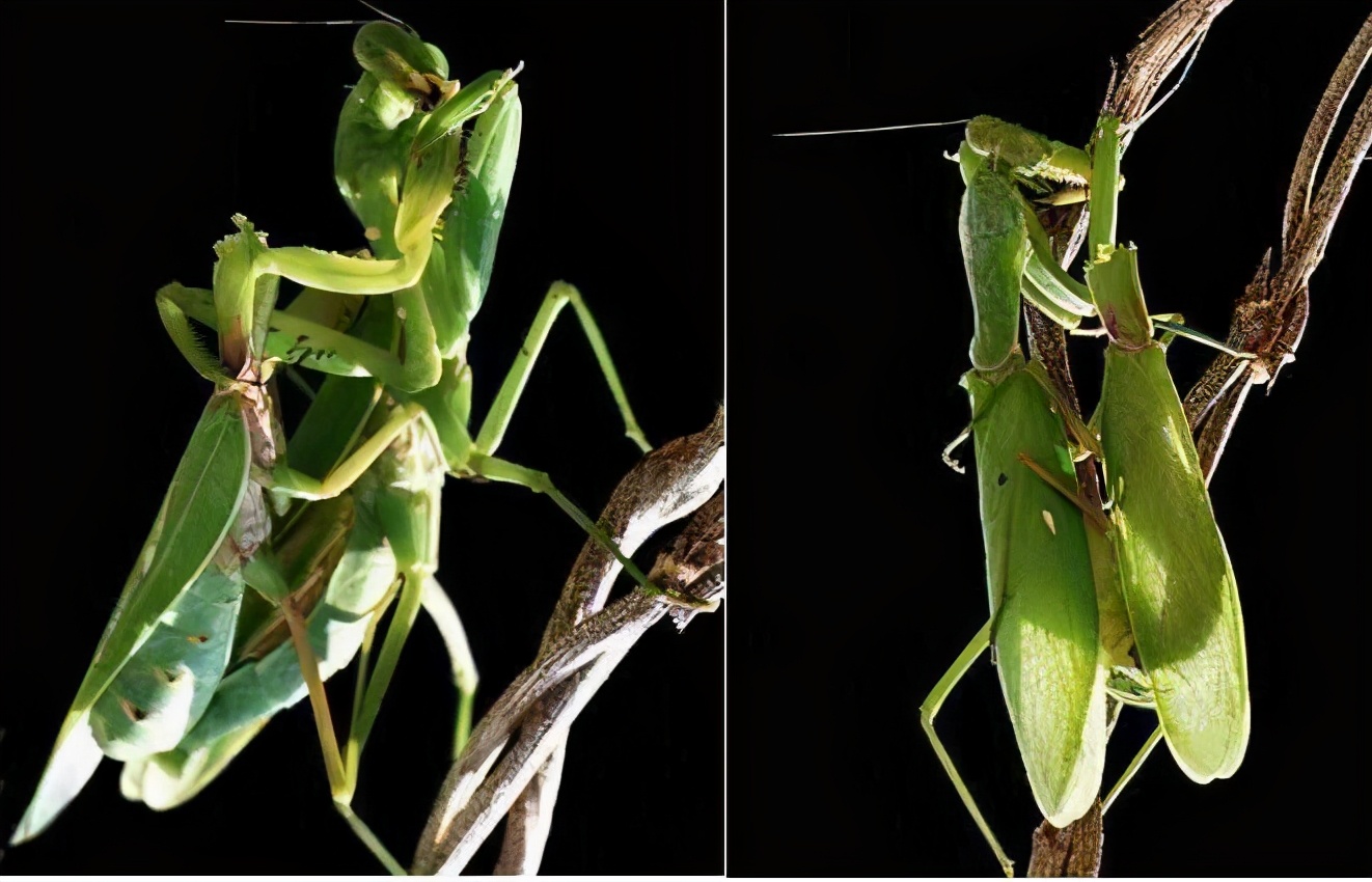 After mating: Why does the female praying mantis eat the male praying ...