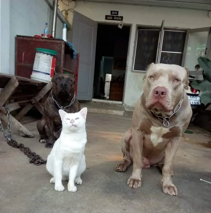 The cat has been brought up by a pitbull since he was a child, and his ...
