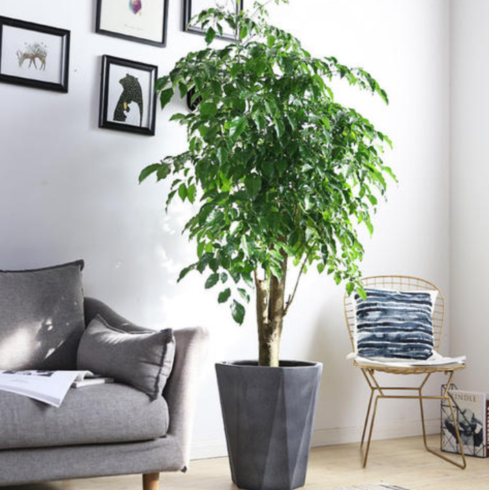 What is the difference between happiness tree, green treasure tree and ...