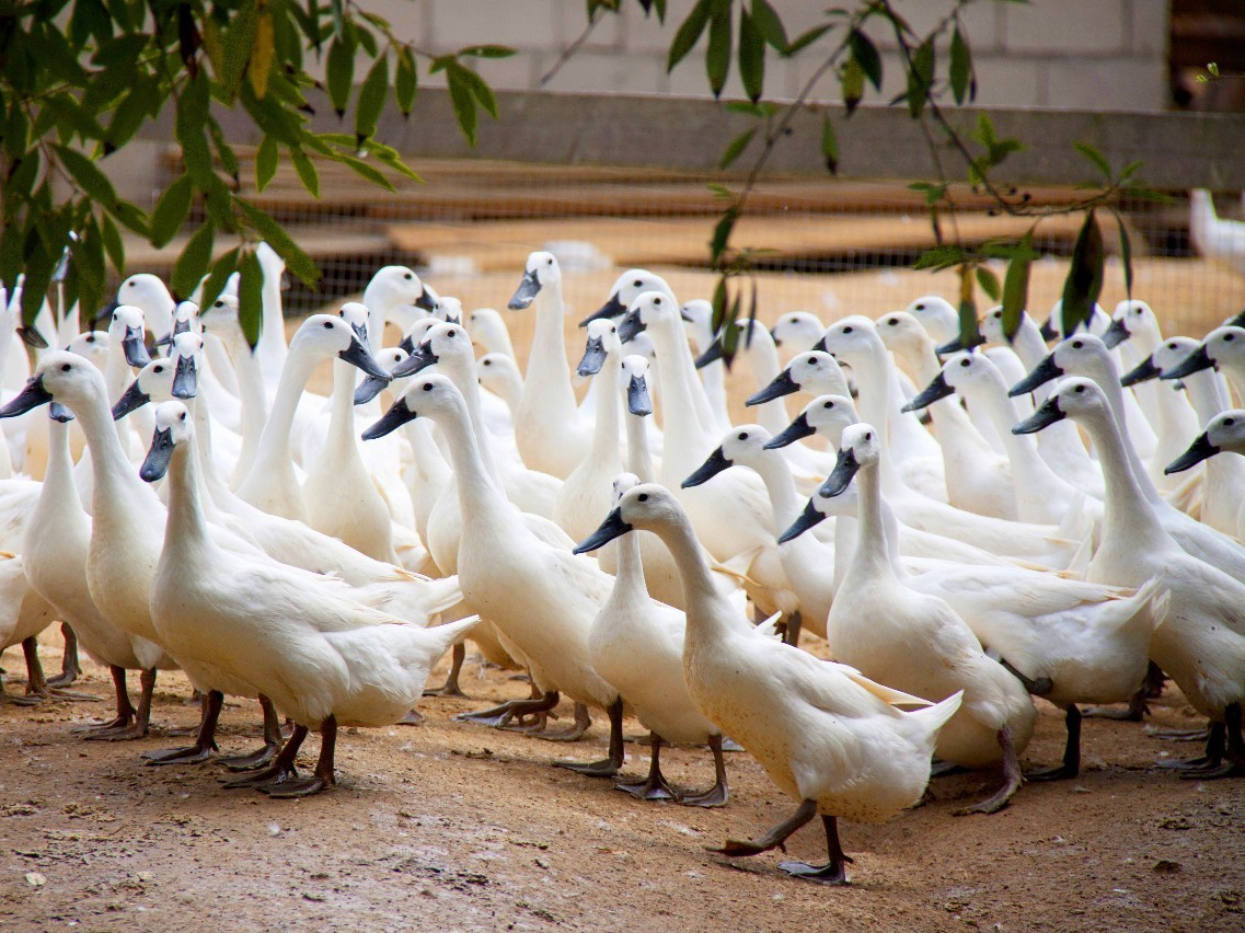 China's top ten famous ducks, after evaluation, these 10 places are ...
