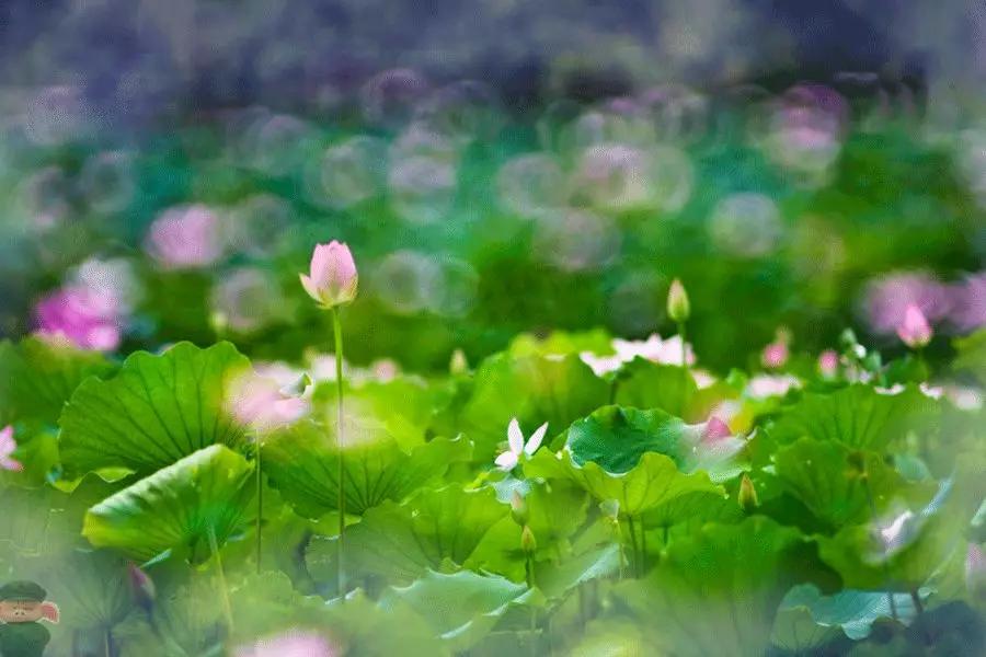 "Tao De Jing": Four Steps to Self-cultivation - iNEWS