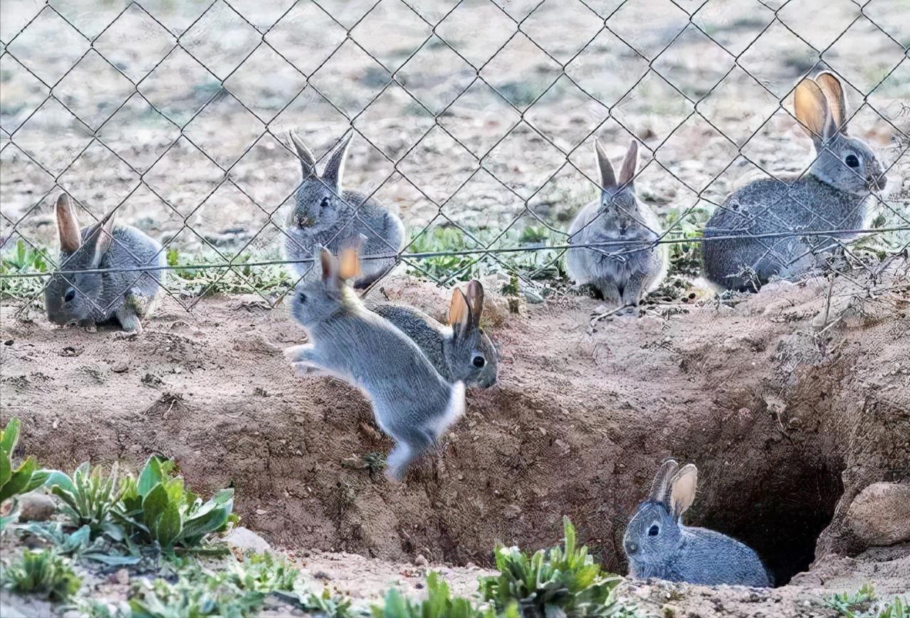 10 billion wild rabbits are flooding, Australia's century-old nightmare ...