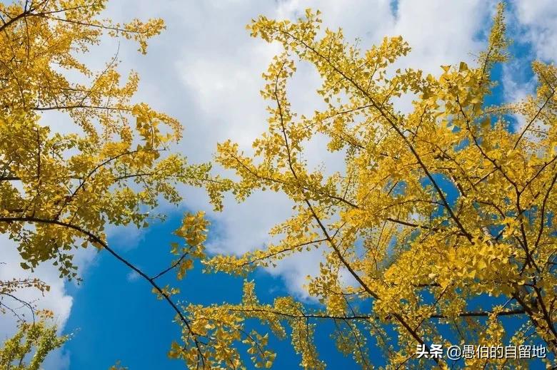 China's most beautiful village "Ginkgo Time Tunnel", one in Xuzhou, one ...