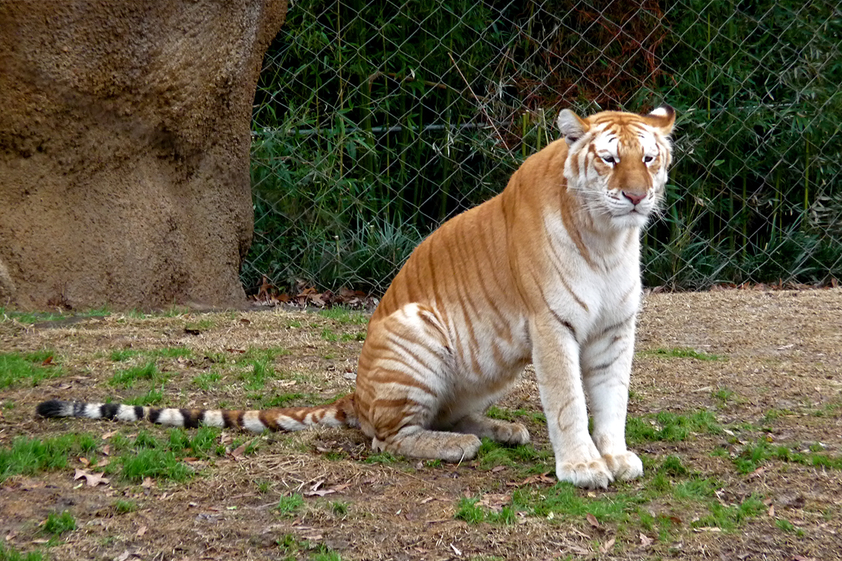 The "biao" in the Chinese population is stronger than the tiger. Is it ...
