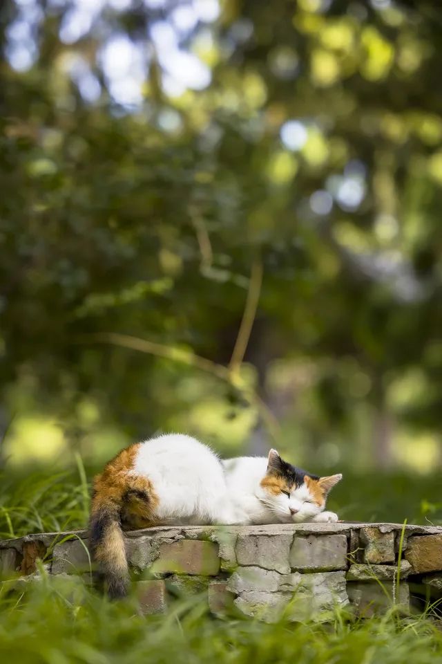 EOS R6 is the best when shooting cats and feelings right - iNEWS