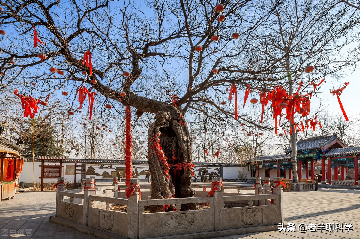 Crazy acacia: PK 3000-year-old Chinese acacia, can it come from behind ...