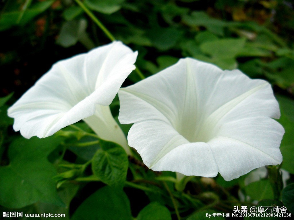 Idle Flower Arrangement - iNEWS