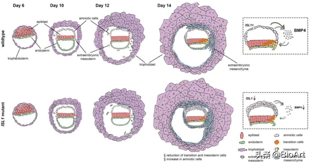 The signal source of primate embryo early development—the effect of ...