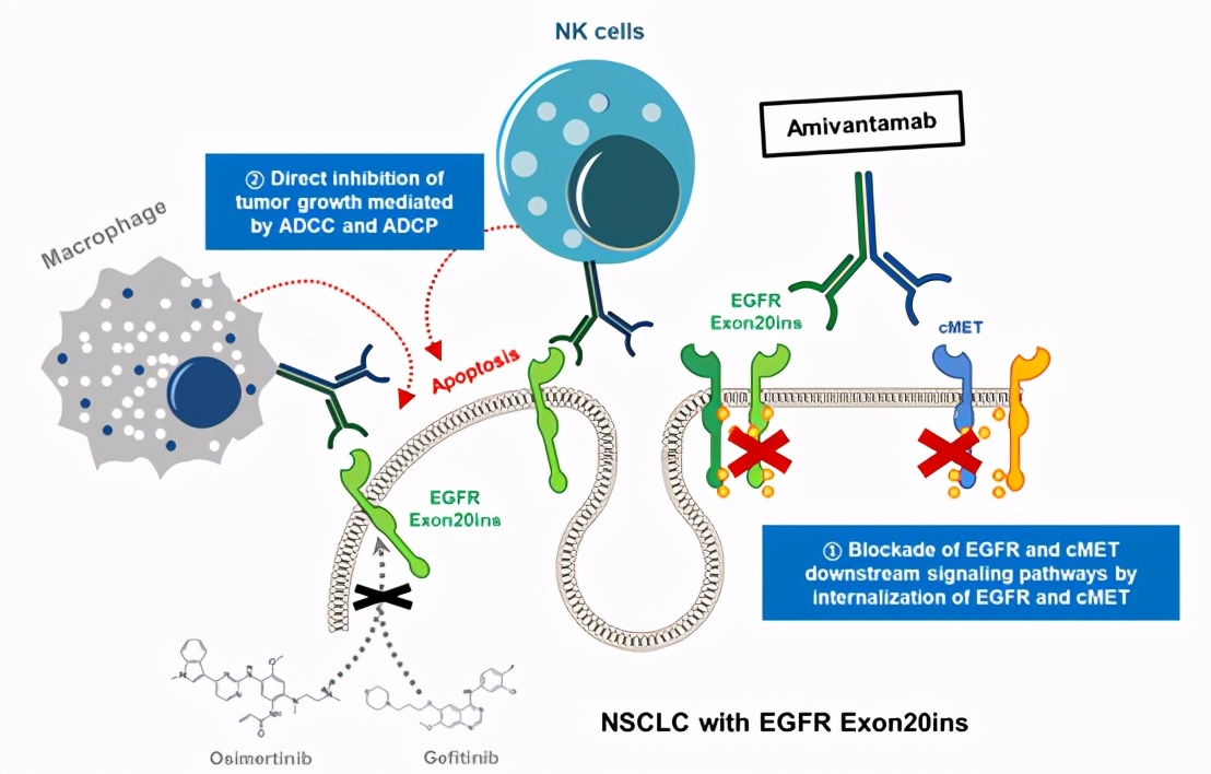 Amivantamab treats EGFR 20 exon insertion mutation - iNEWS