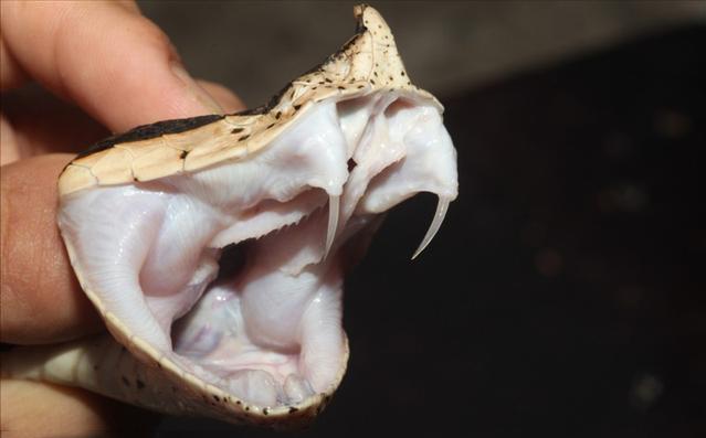 Snakes with triangle heads are poisonous, and snakes with round heads ...