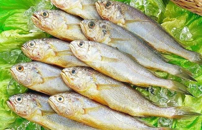 The difference between large yellow croaker and small yellow croaker ...