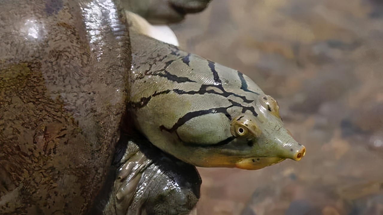 There are so many Ganges turtles in India that the locals dare not eat ...