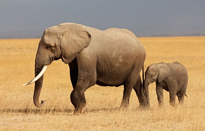 Can elephants bite?After being provoked, the elephant's behavior was ...