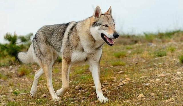 The "local tyrant dog" in the dog world always exposes your economic ...