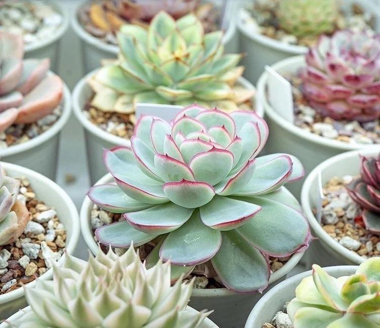 It turns out that TA is the real "flower protector" - iNEWS