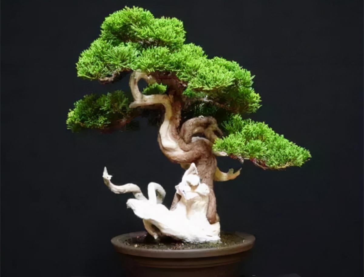 The History of the Development of Chinese Bonsai Culture - iNEWS
