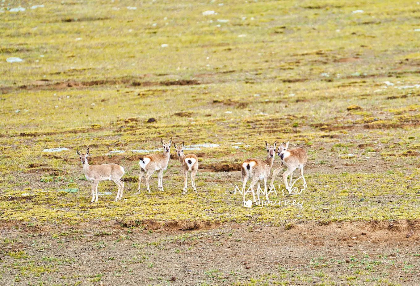 The most common animal in the Tibetan Plateau, the tail is a heart ...