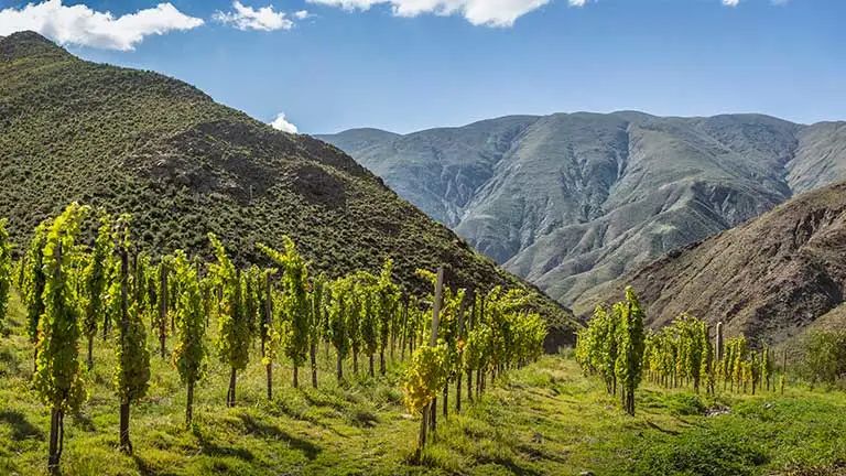 What is so special about high-altitude vineyards? - iNEWS