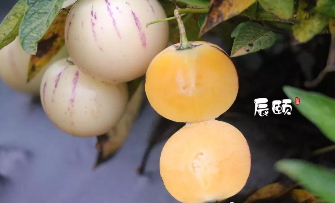 The Story of Chenyi: Ginseng fruit from Shilin——holding ginseng fruit ...