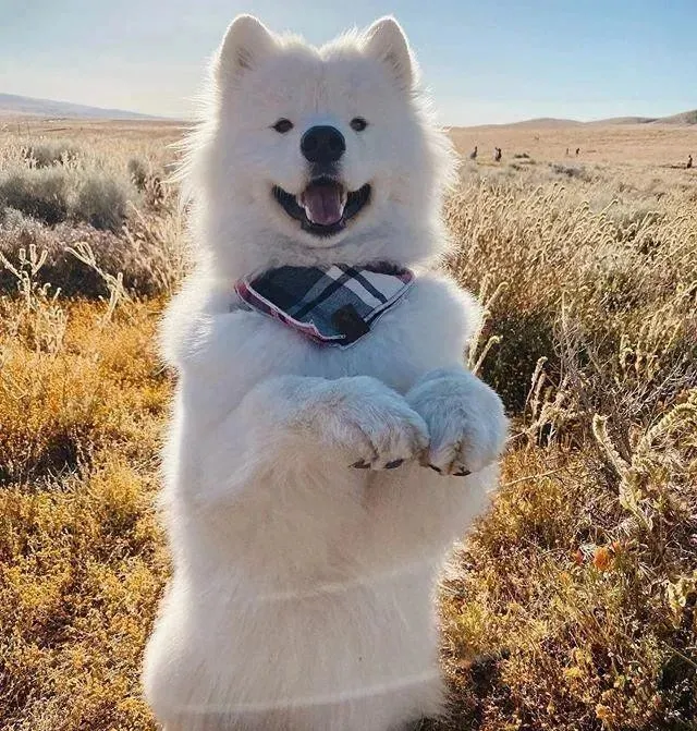 Carrying Samoyed to play, the result scared the silly netizens: Going ...