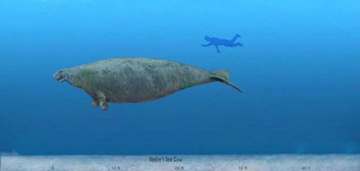 The Stella sea cow, 10 meters long and weighing 10 tons, was eaten to ...