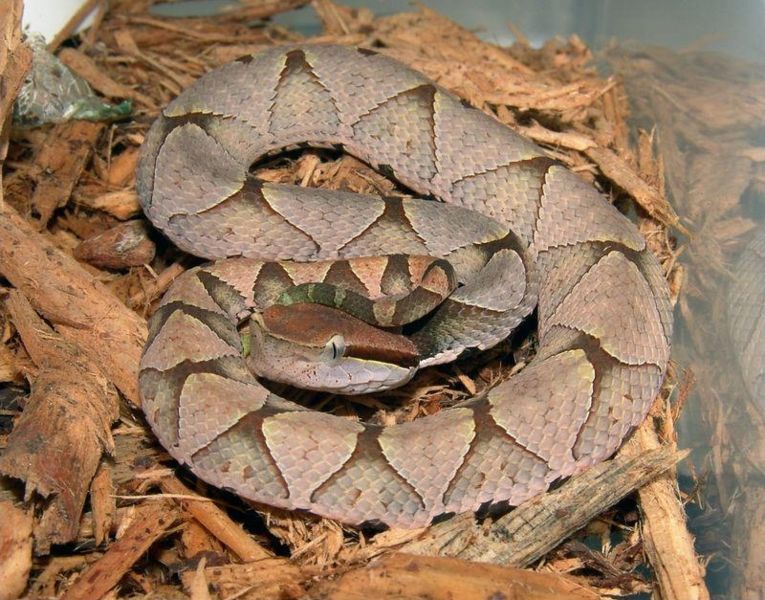 A Simple Book of Yunnan Venomous Snakes～Five Step Snake - iNEWS