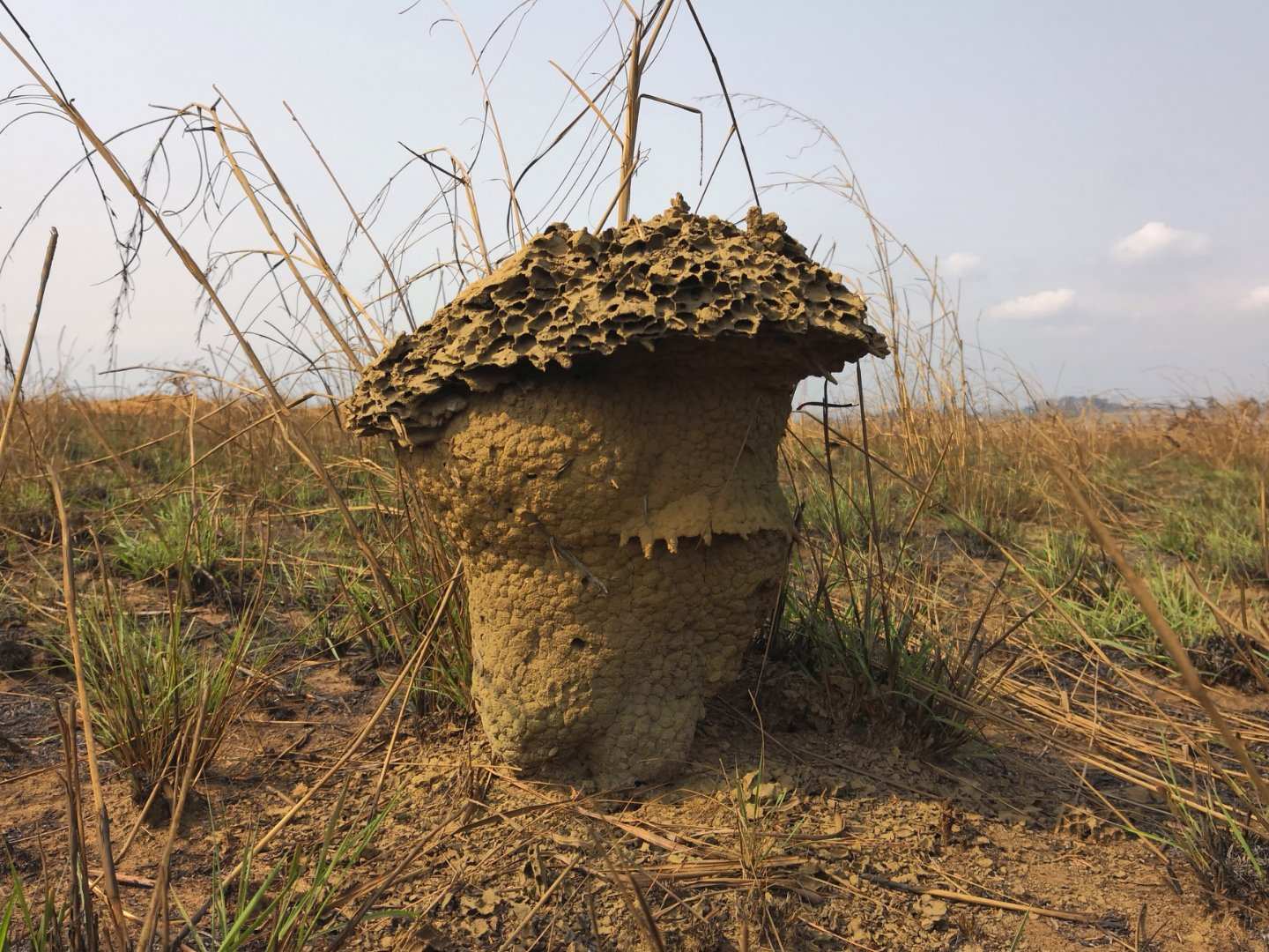 Ant's "Mansion" and "Palace" - iNEWS