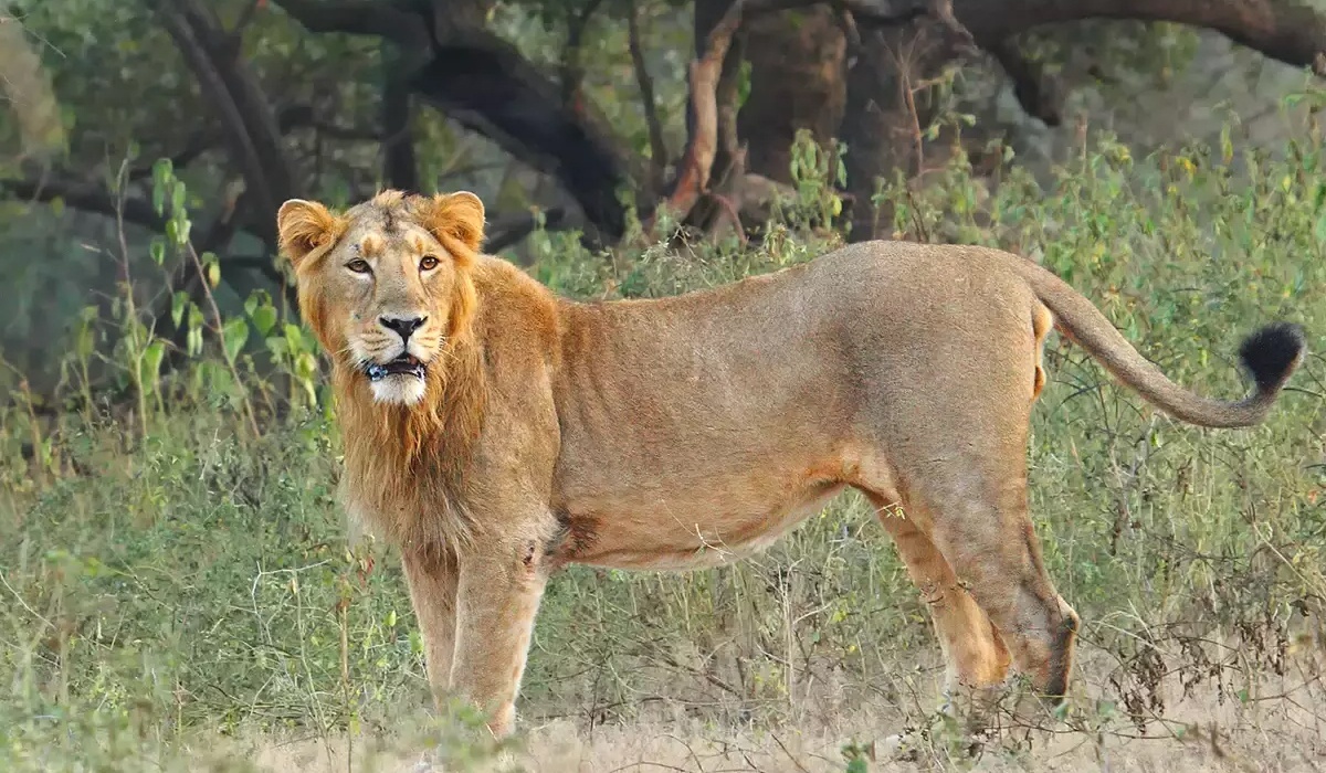 What are the distinct characteristics of different lion species? There ...
