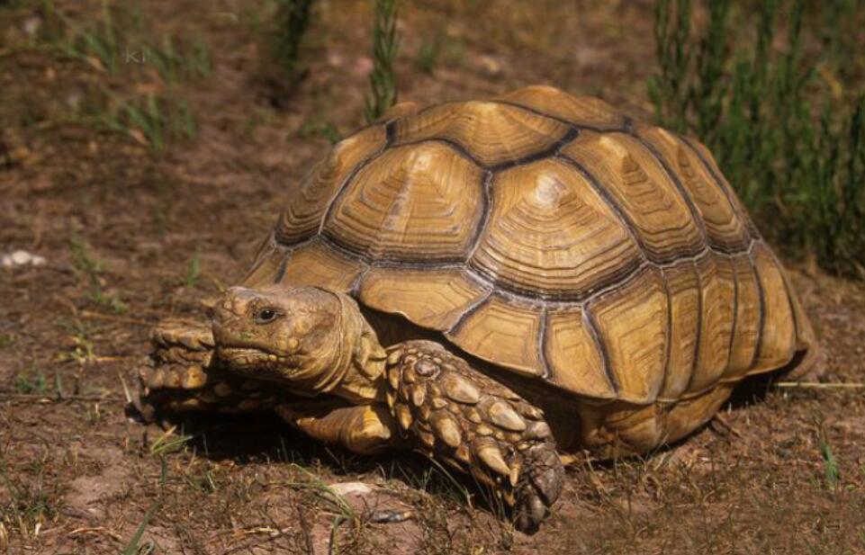 It weighs about 37 pounds!The Sulcata tortoise released in the ...