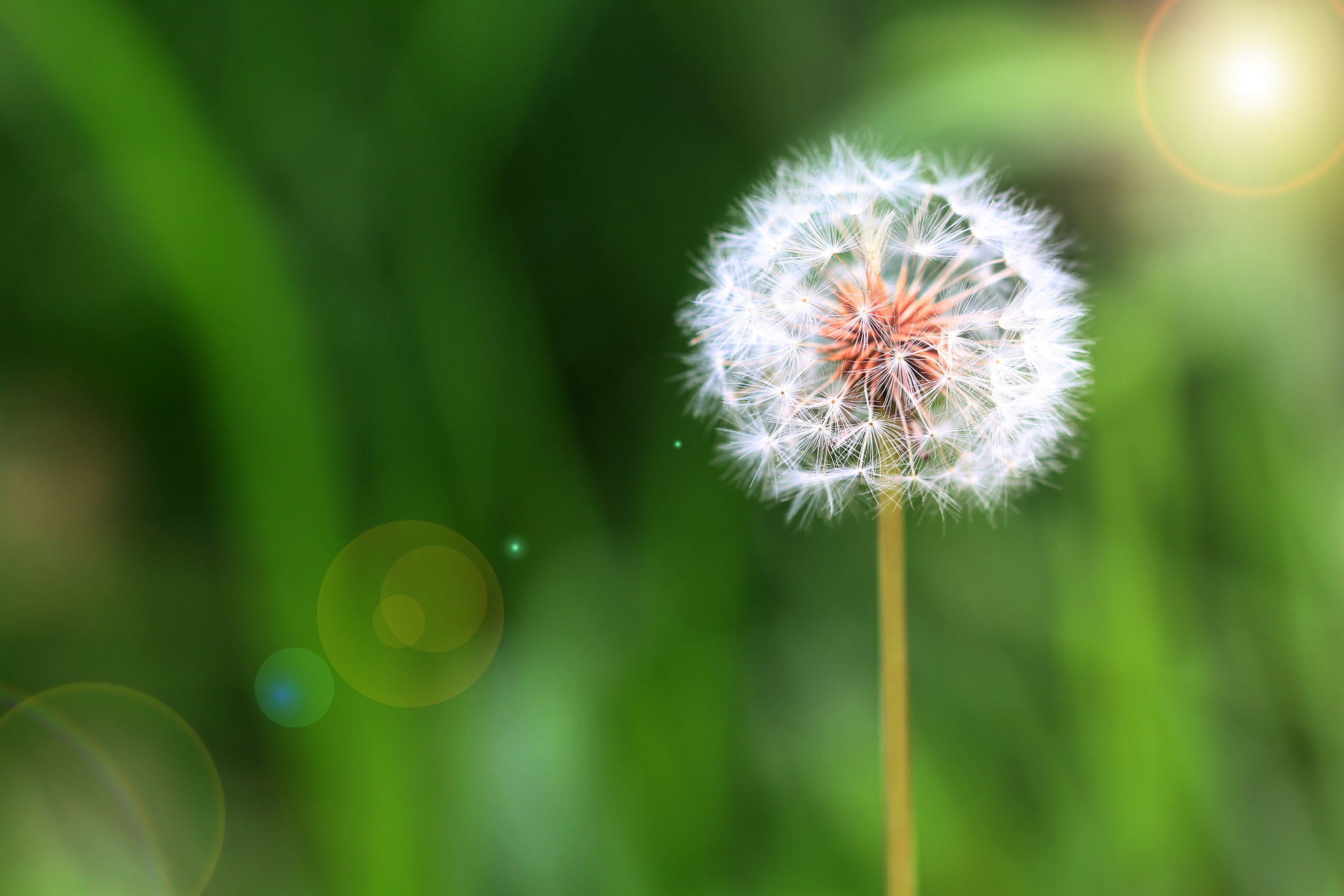 Dandelion: the "broad-spectrum antibiotic" in Chinese herbal medicine ...