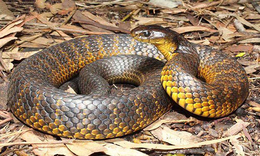 How many snakes do you know about these snakes of the snake family ...