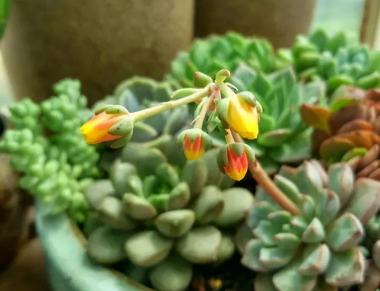 Succulents are infected with scale insects, try these three treatments ...