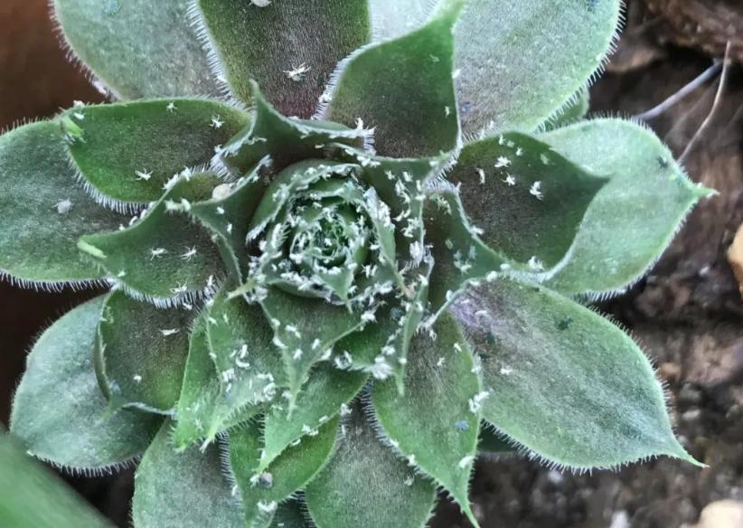There are routines to solve the succulent scale insects. These 4 ...